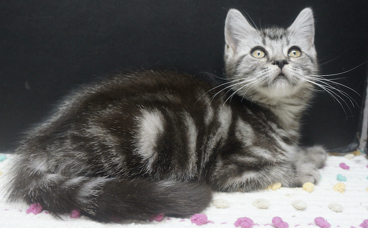 Available Kittens