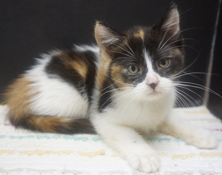 Available Kittens