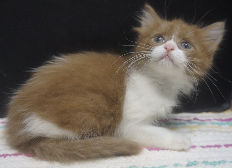 Available Kittens