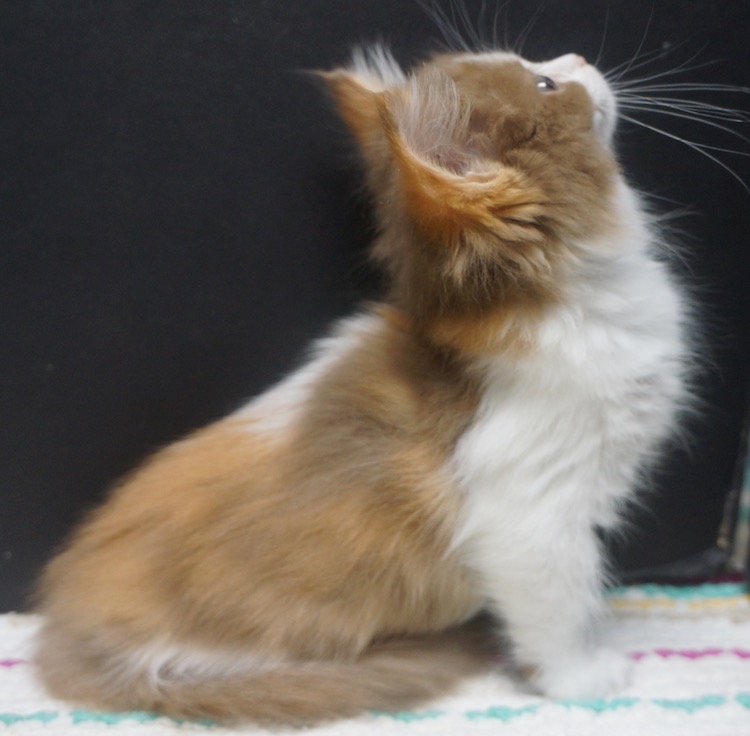 Available Kittens